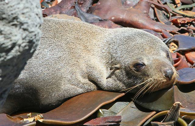 ニュージ―ランドの動物たち | ニュージーランド留学センター